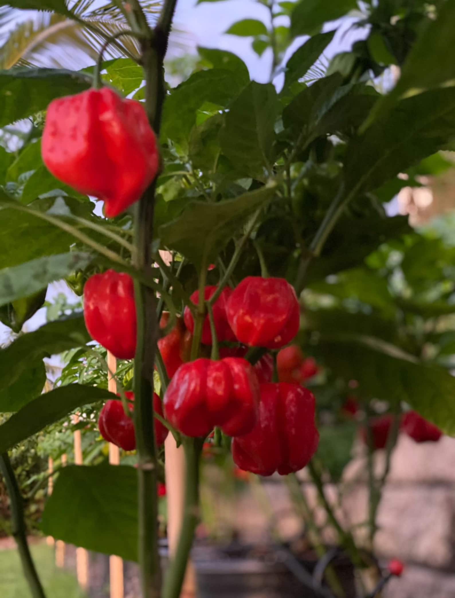 Aji Dulce, Aji Cachucha, Ajicito, Sweet Chili Peppers, Sweet Caribbean ...