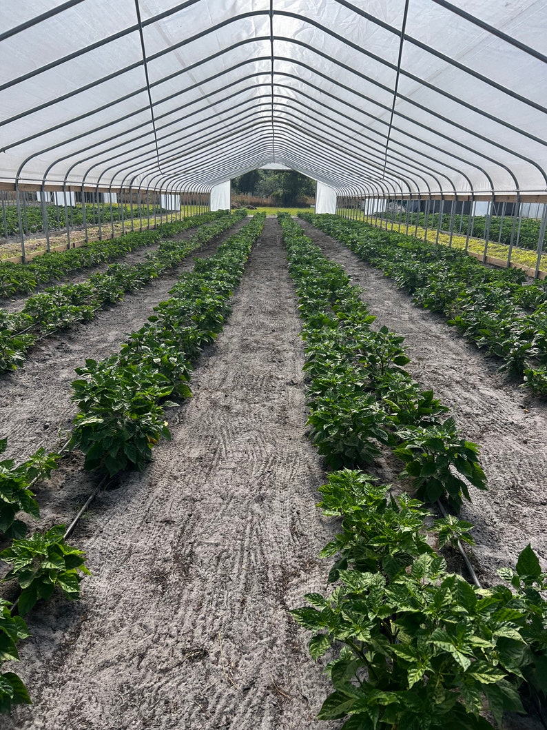 Aji Dulce, Aji Cachucha, Ajicito, Sweet Chili Peppers, Sweet Caribbean ...