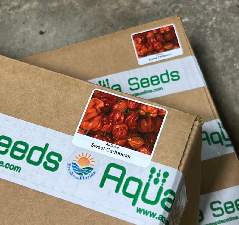 Aji Dulce, Aji Cachucha, Ajicito, Sweet Chili Peppers, Sweet Caribbean ...