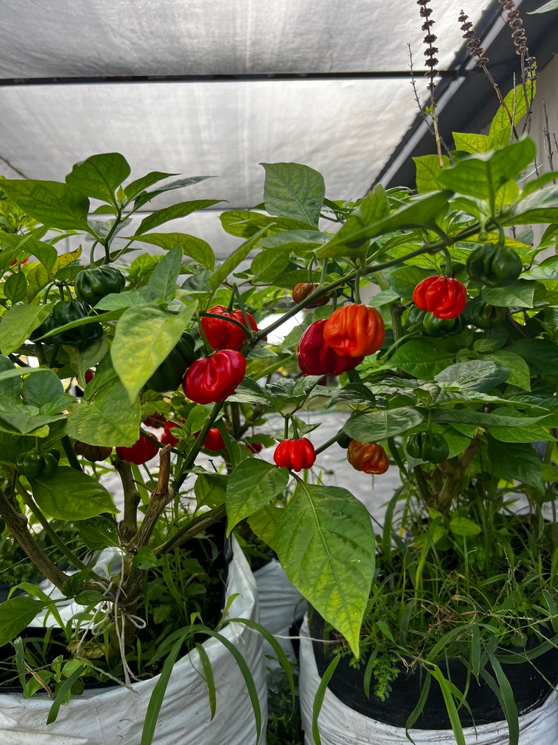 Aji Dulce, Aji Cachucha, Ajicito, Sweet Chili Peppers, Sweet Caribbean ...