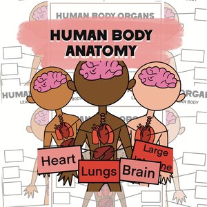 Human Body Anatomy Organs Printable, Kindergarten Homeschool Matching ...
