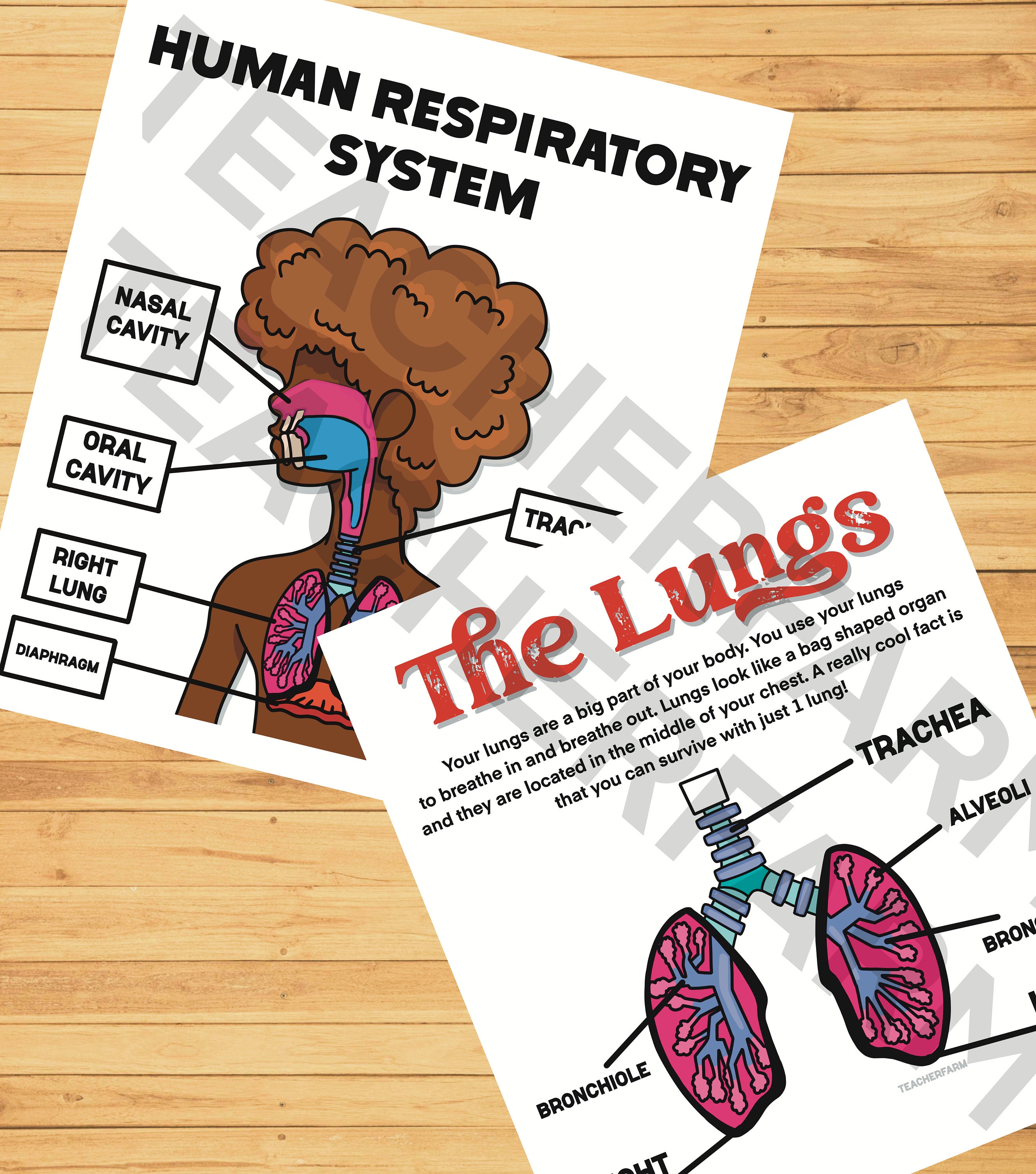 Human Anatomy Respiratory System Girl Edition, Teacher Worksheet Packet ...