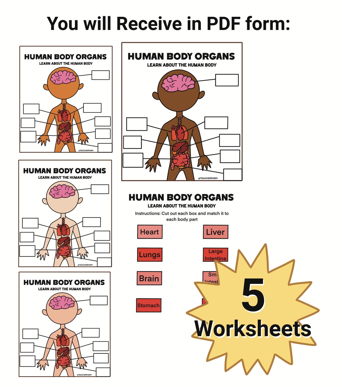 Human Body Anatomy Organs Printable, Kindergarten Homeschool Matching ...