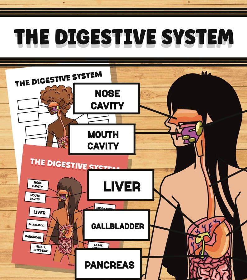 Digestive System Human Anatomy Worksheets, Human Body Science Lessons ...
