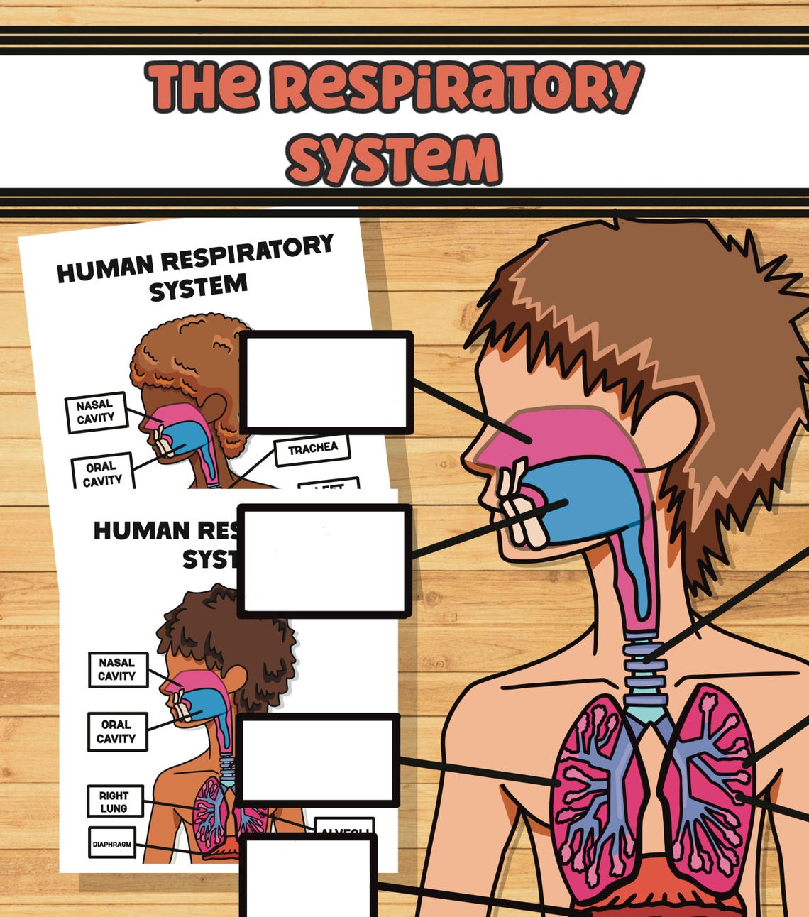 The Respiratory System Human Body Anatomy, Fun Preschool Learning ...