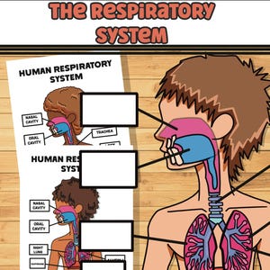 The Respiratory System Human Body Anatomy, Fun Preschool Learning ...