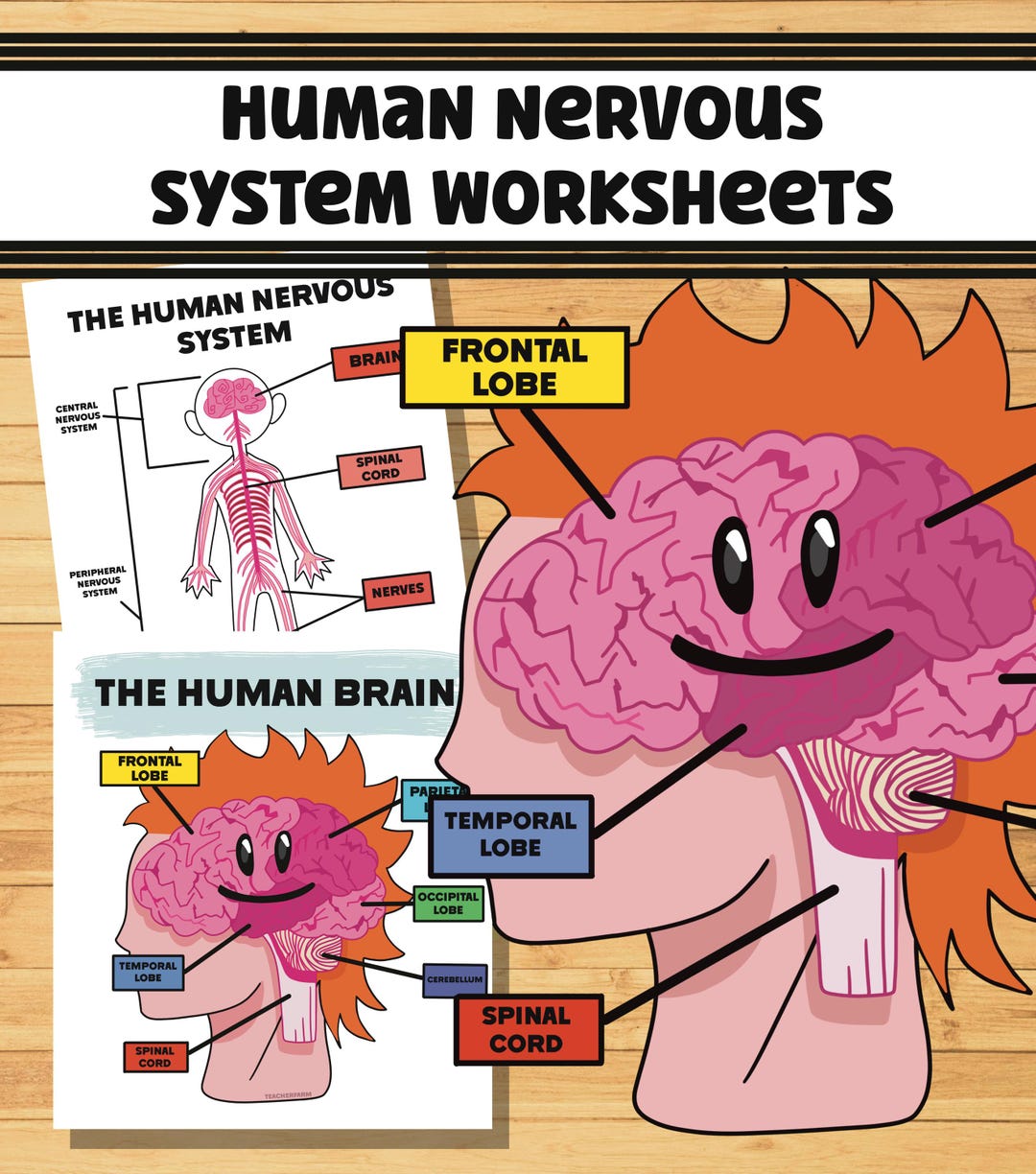 Human Anatomy Nervous System Worksheets, Teacher Kindergarten Fun ...
