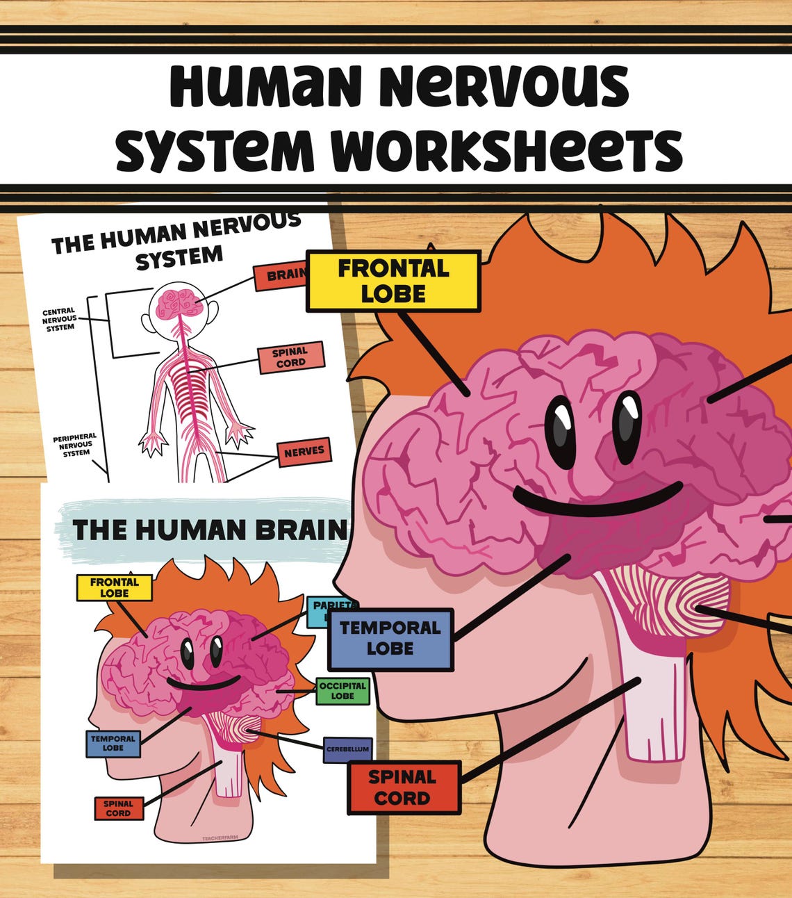 Human Anatomy Nervous System Worksheets, Teacher Kindergarten Fun ...