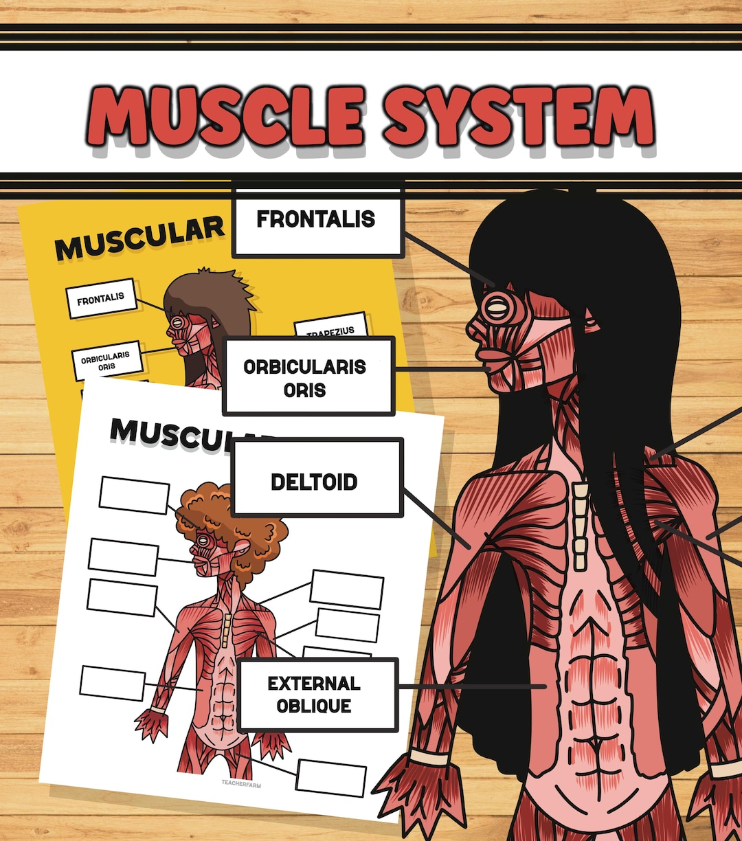 Human Body Anatomy Muscle System, Preschool Learning Activity, Science ...