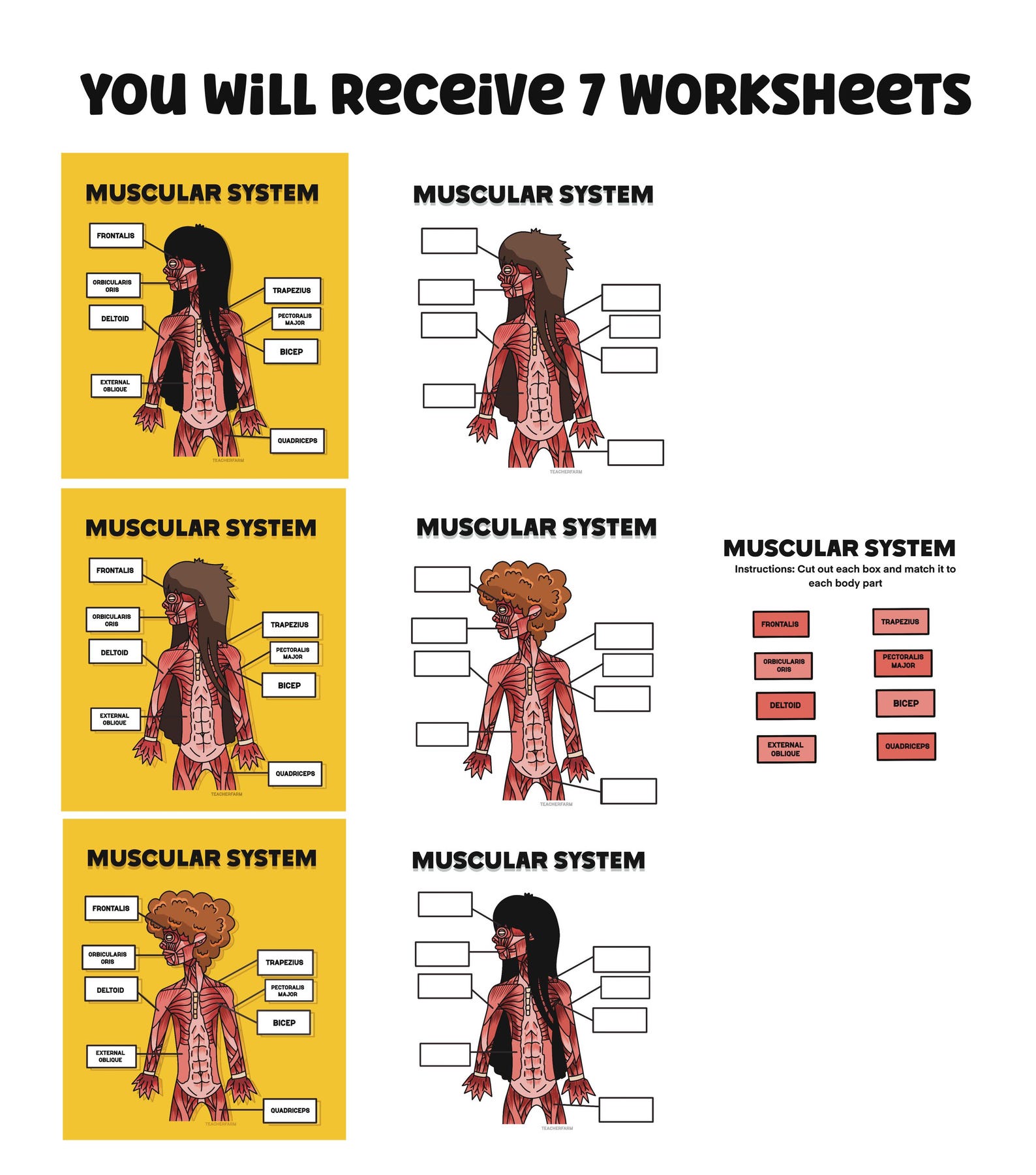 Human Body Anatomy Muscle System, Preschool Learning Activity, Science ...