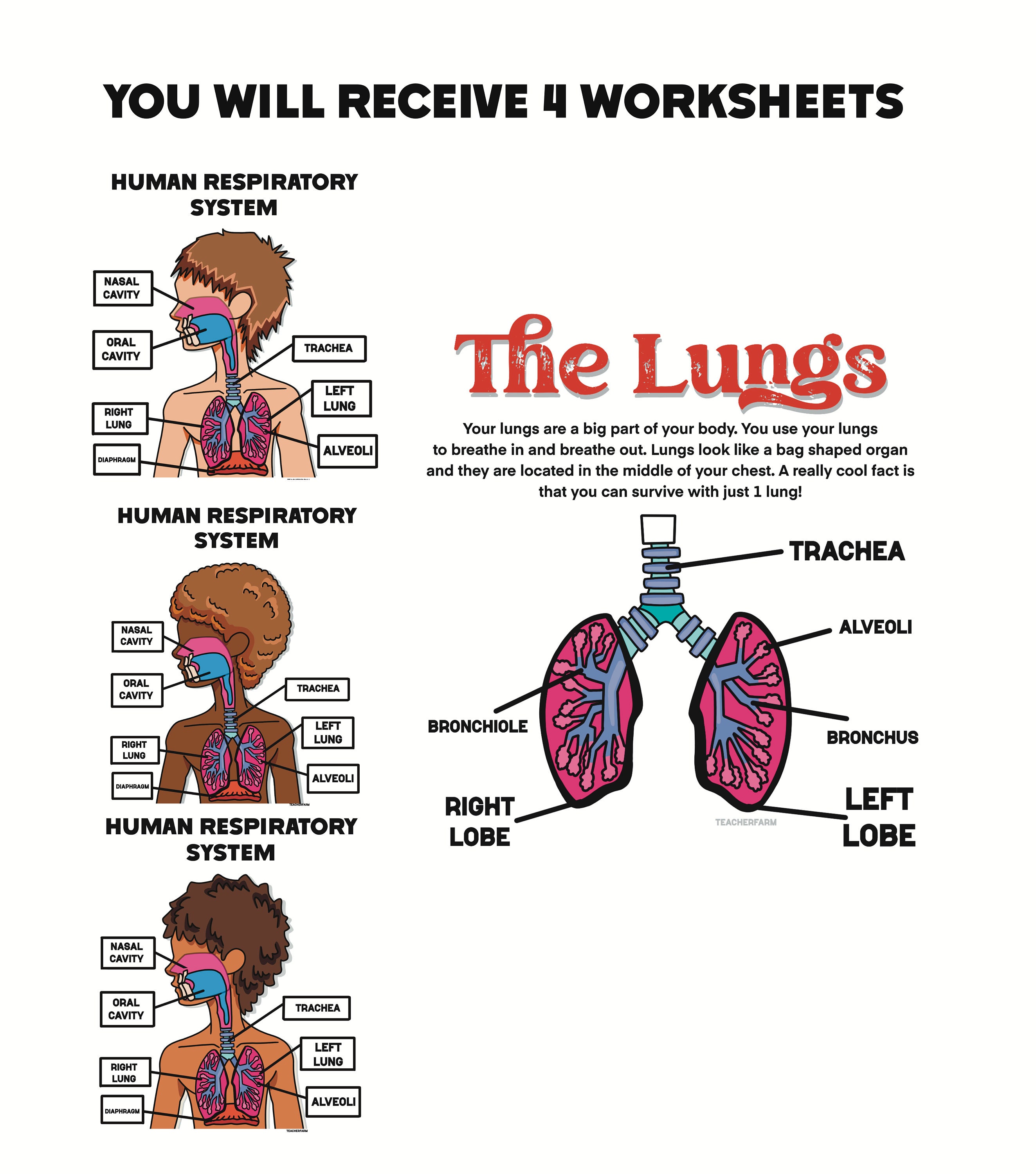 The Respiratory System Human Body Anatomy, Fun Preschool Learning ...