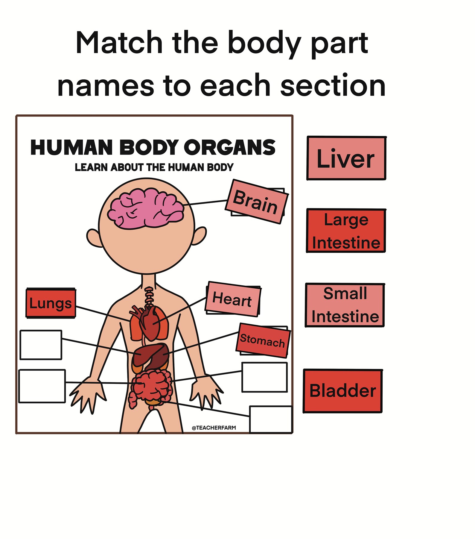 Human Body Anatomy Organs Printable, Kindergarten Homeschool Matching ...