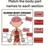 Human Body Anatomy Organs Printable, Kindergarten Homeschool Matching ...