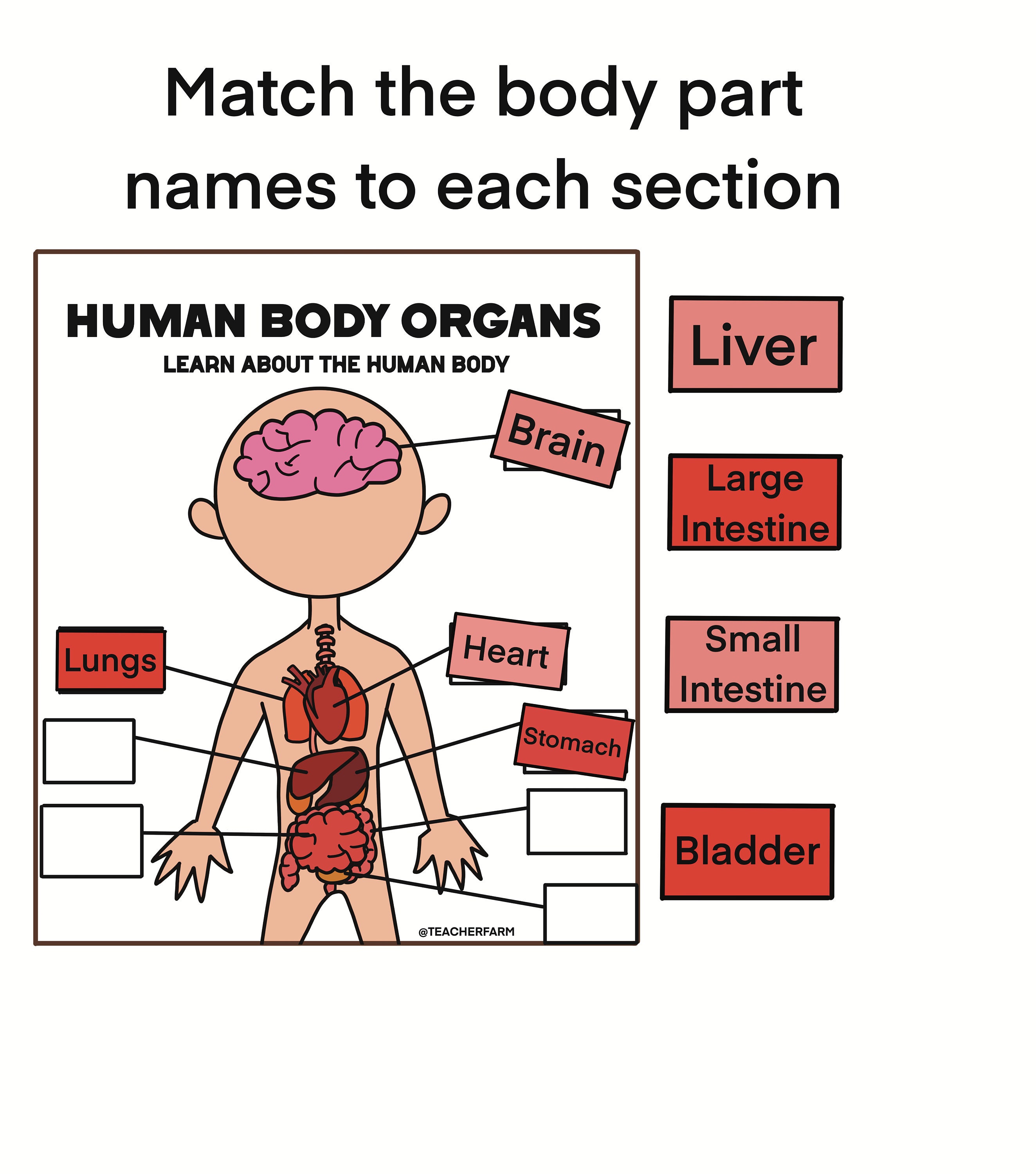 Human Body Anatomy Organs Printable, Kindergarten Homeschool Matching ...