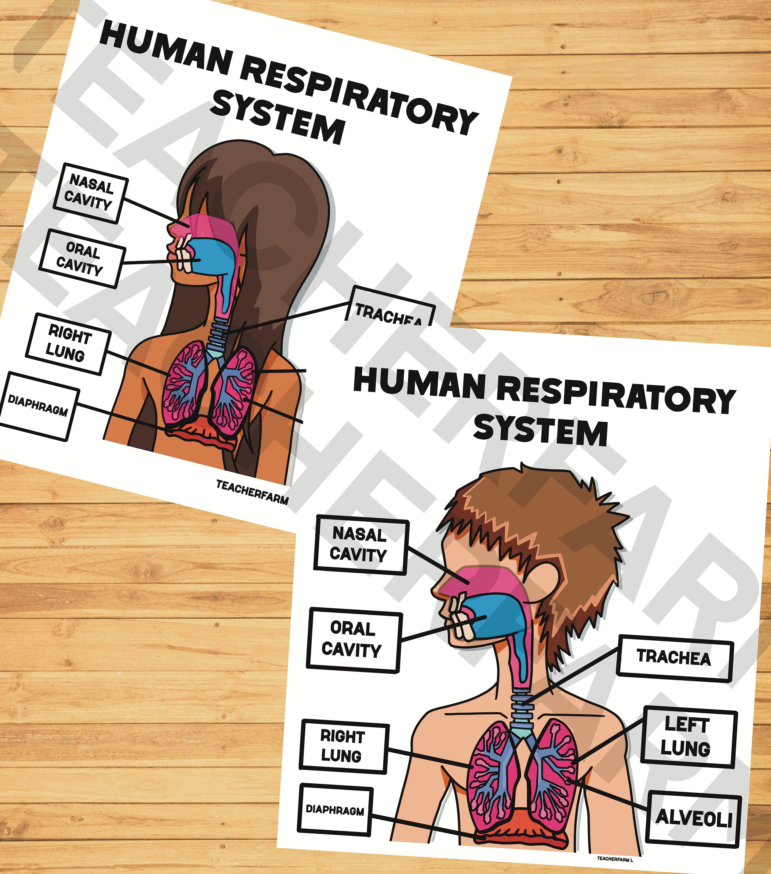 Human Body Anatomy Respiratory System Bundle, Kids Science Lesson ...