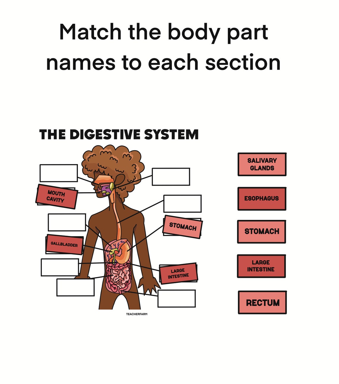 Digestive System Human Anatomy Worksheets, Human Body Science Lessons ...