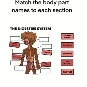 Digestive System Human Anatomy Worksheets, Human Body Science Lessons ...
