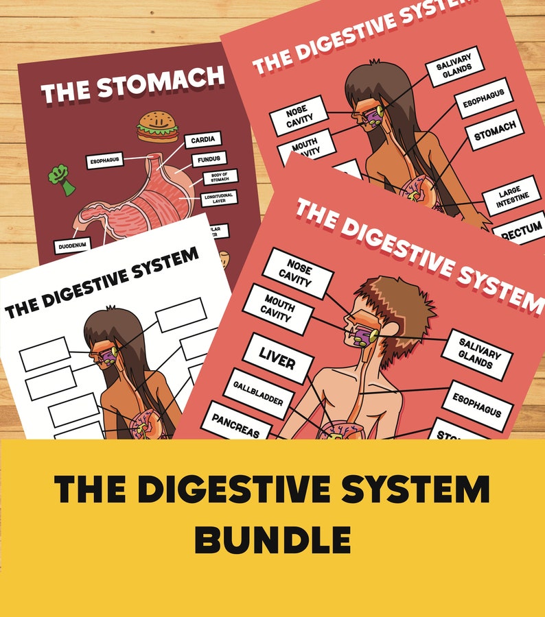 Digestive System Human Body Anatomy Bundle, Kids Science Biology Lesson ...