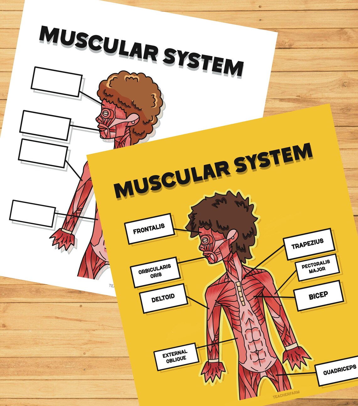 Human Body Anatomy Muscle System, Preschool Learning Activity, Science ...