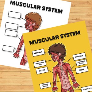 Human Body Anatomy Muscle System, Preschool Learning Activity, Science ...