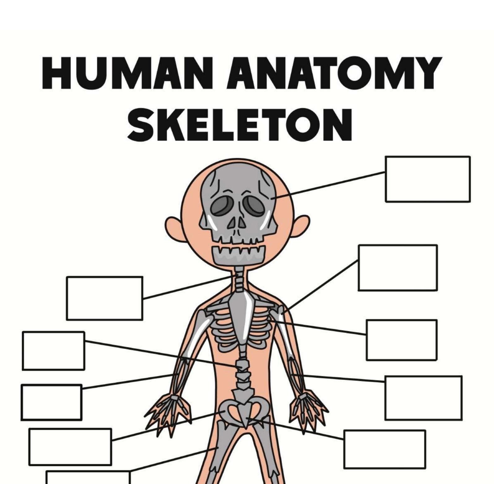 Human Anatomy Skeleton Printable Worksheets, Homeschool Activity ...