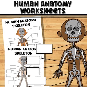 Human Anatomy Body Skeleton Printable, Educational Printables ...