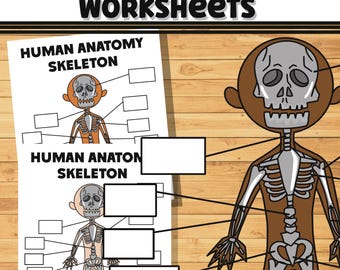 Human Body Anatomy Organs Printable, Kindergarten Homeschool Matching ...