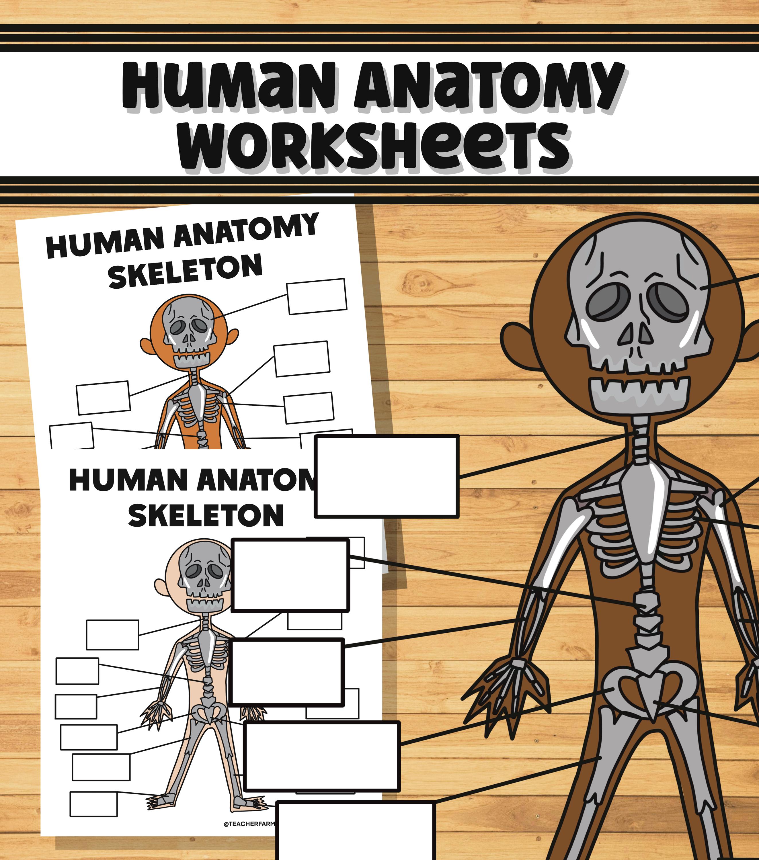 Human Anatomy Body Skeleton Printable, Educational Printables ...