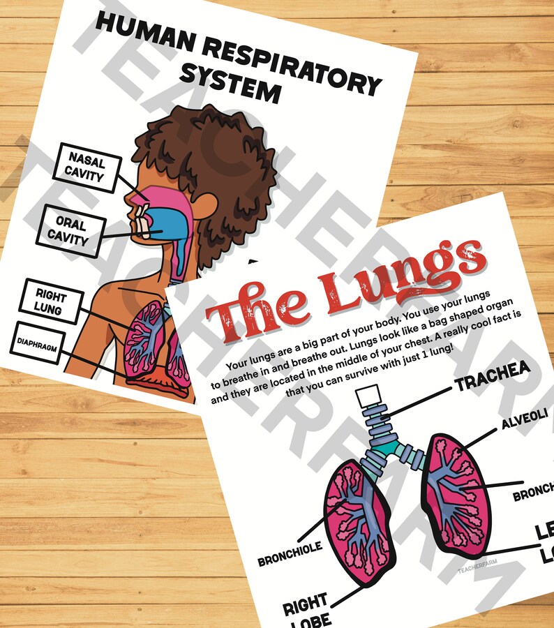 The Respiratory System Human Body Anatomy, Fun Preschool Learning ...
