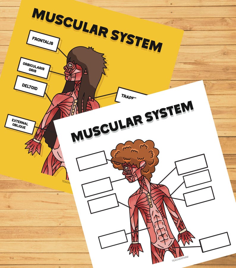 Human Body Anatomy Muscle System, Preschool Learning Activity, Science ...