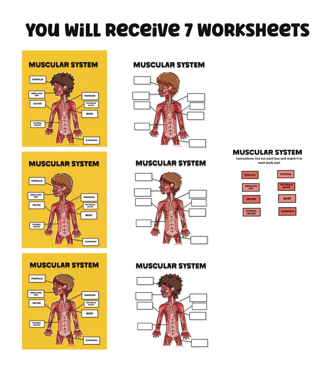Human Body Anatomy Muscle System, Preschool Learning Activity, Science ...
