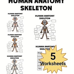 Human Anatomy Body Skeleton Printable, Educational Printables ...