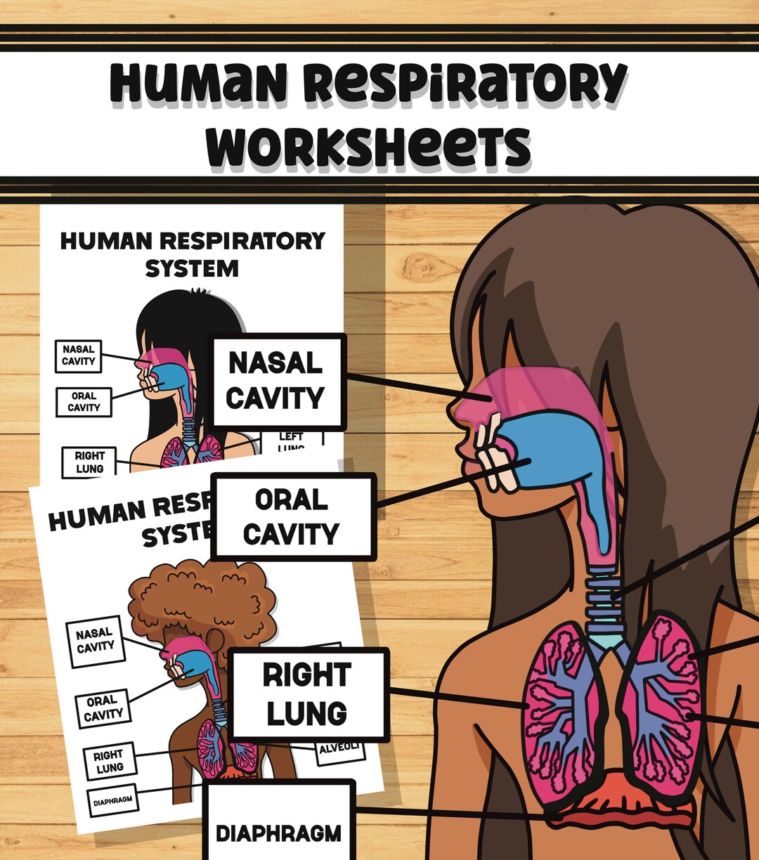 Human Anatomy Respiratory System Girl Edition, Teacher Worksheet Packet ...