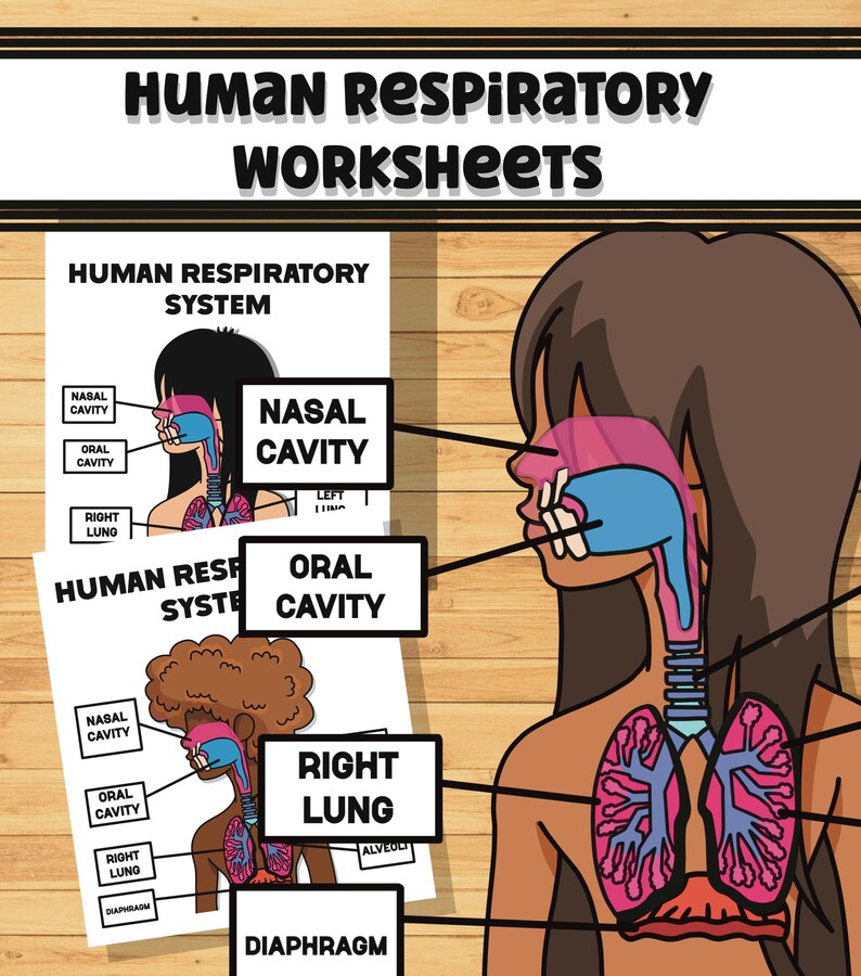 Human Anatomy Respiratory System Girl Edition, Teacher Worksheet Packet ...