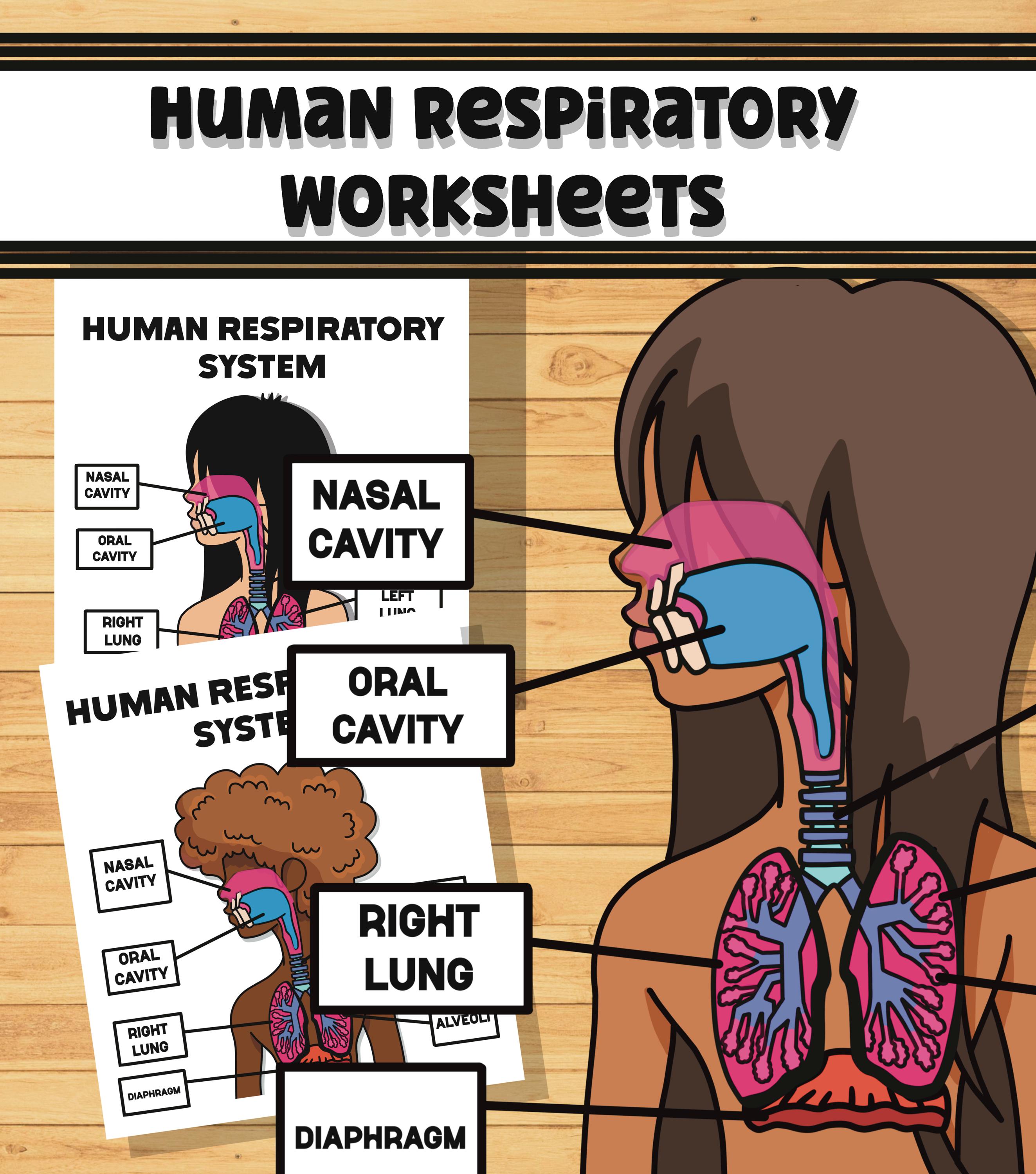 Human Anatomy Respiratory System Girl Edition, Teacher Worksheet Packet ...