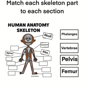 Human Anatomy Body Skeleton Printable, Educational Printables ...