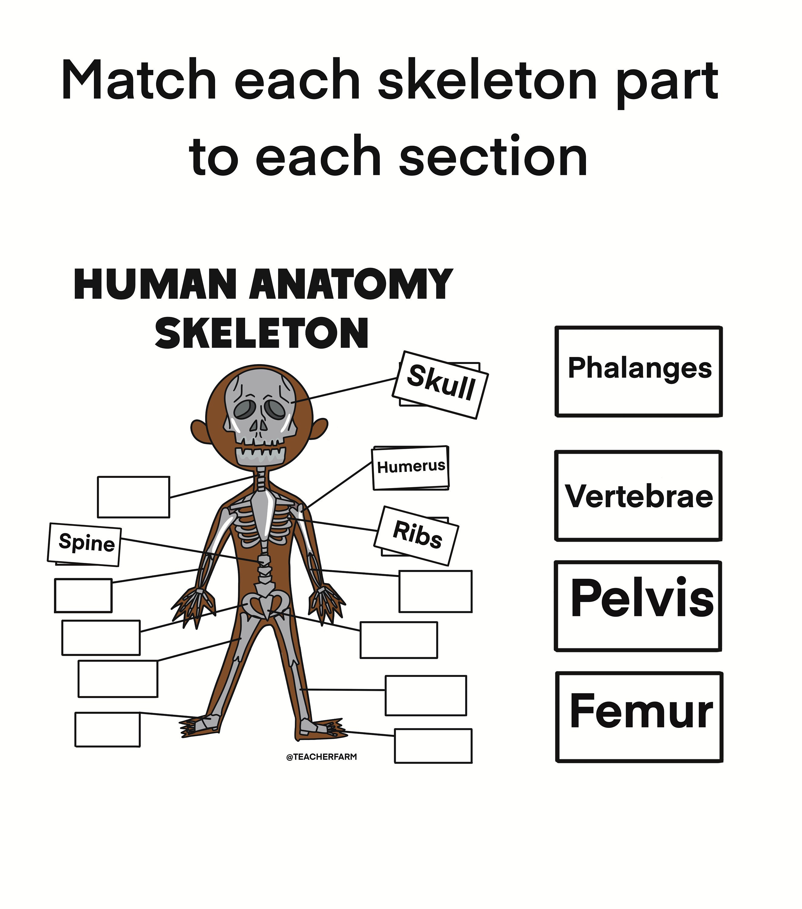 Human Anatomy Body Skeleton Printable, Educational Printables ...