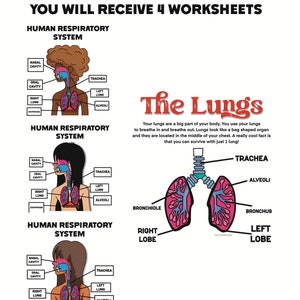 Human Anatomy Respiratory System Girl Edition, Teacher Worksheet Packet ...
