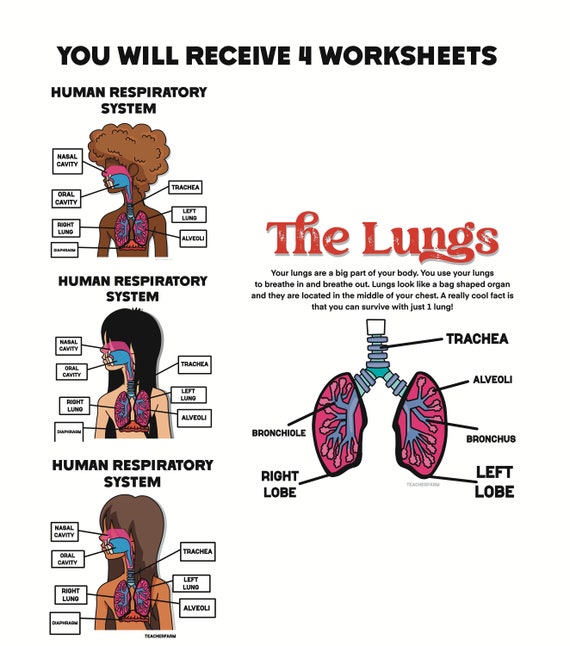 Respiratory System For Kids Lesson