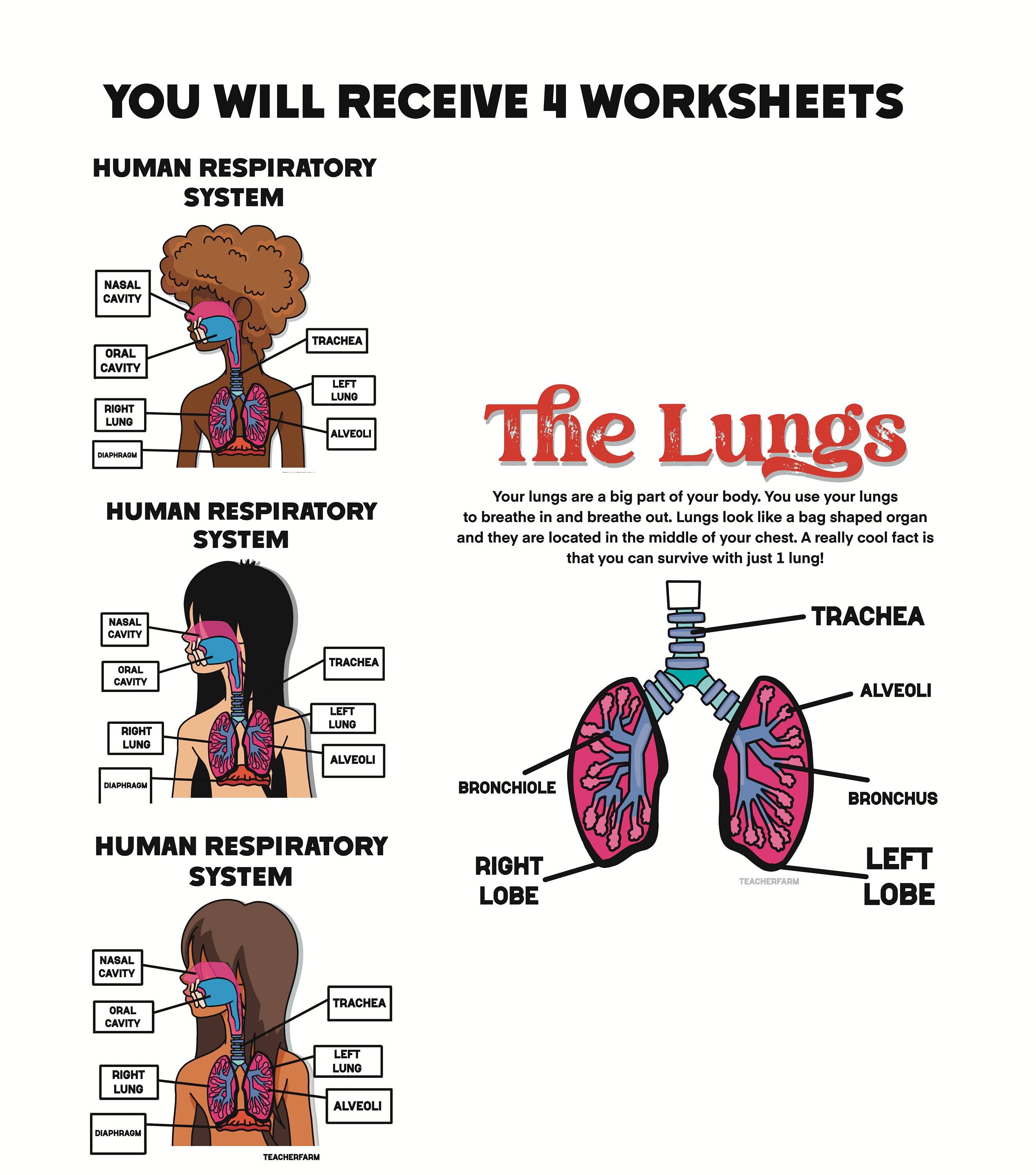 Human Anatomy Respiratory System Girl Edition, Teacher Worksheet Packet ...