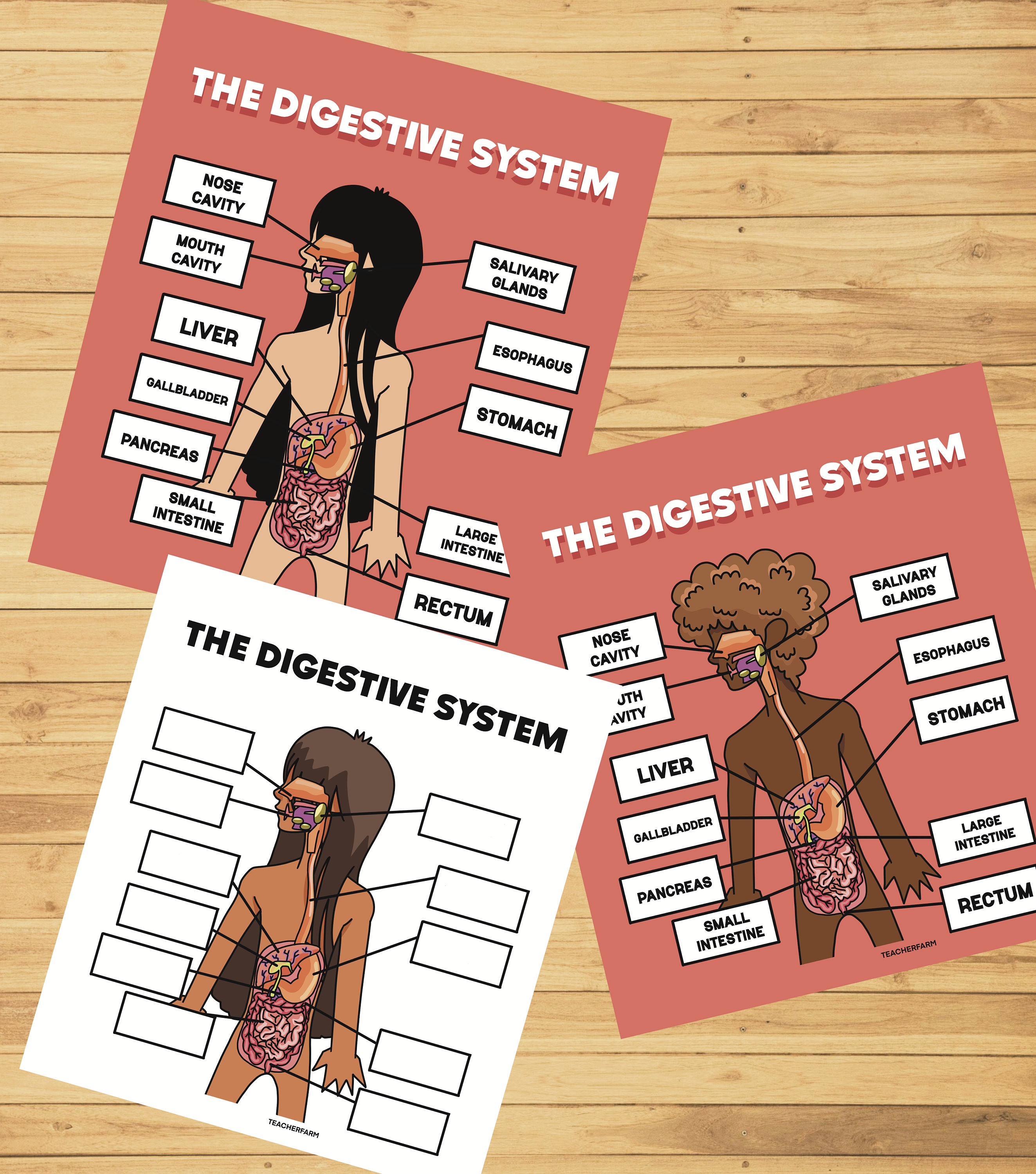 Digestive System Human Anatomy Worksheets, Human Body Science Lessons ...