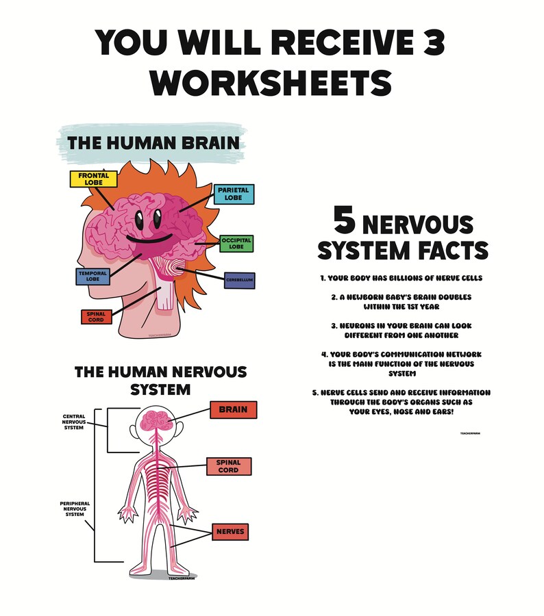 Human Anatomy Nervous System Worksheets, Teacher Kindergarten Fun ...