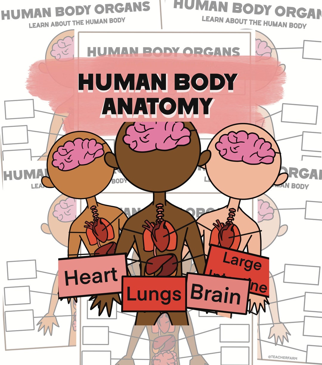Human Body Anatomy Organs Printable, Kindergarten Homeschool Matching ...