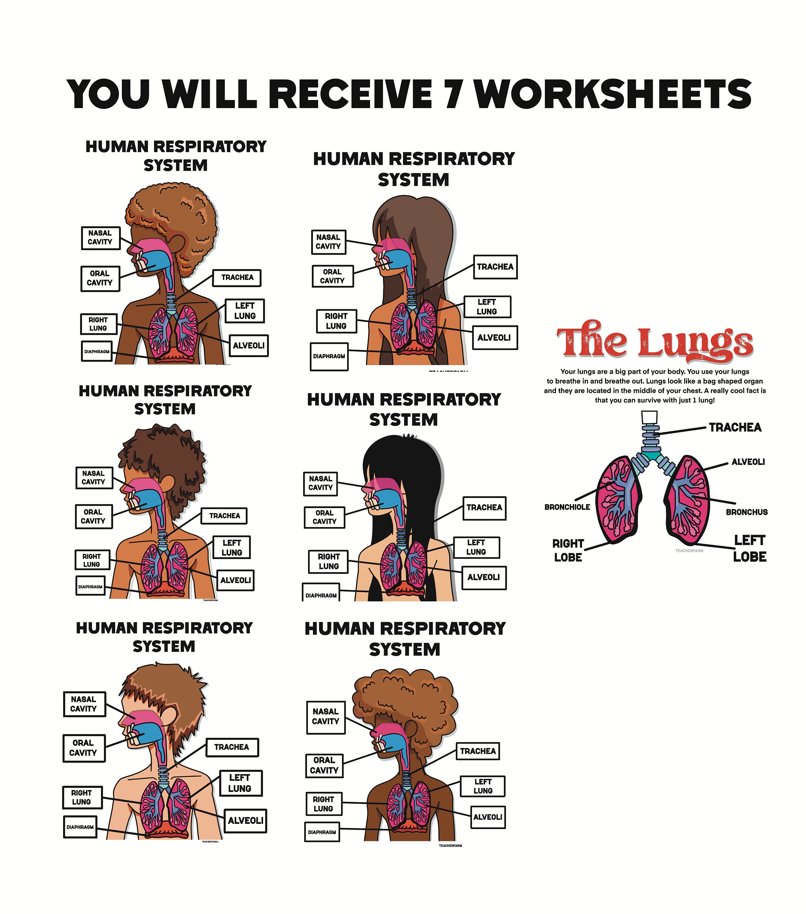 Human Body Anatomy Respiratory System Bundle, Kids Science Lesson ...