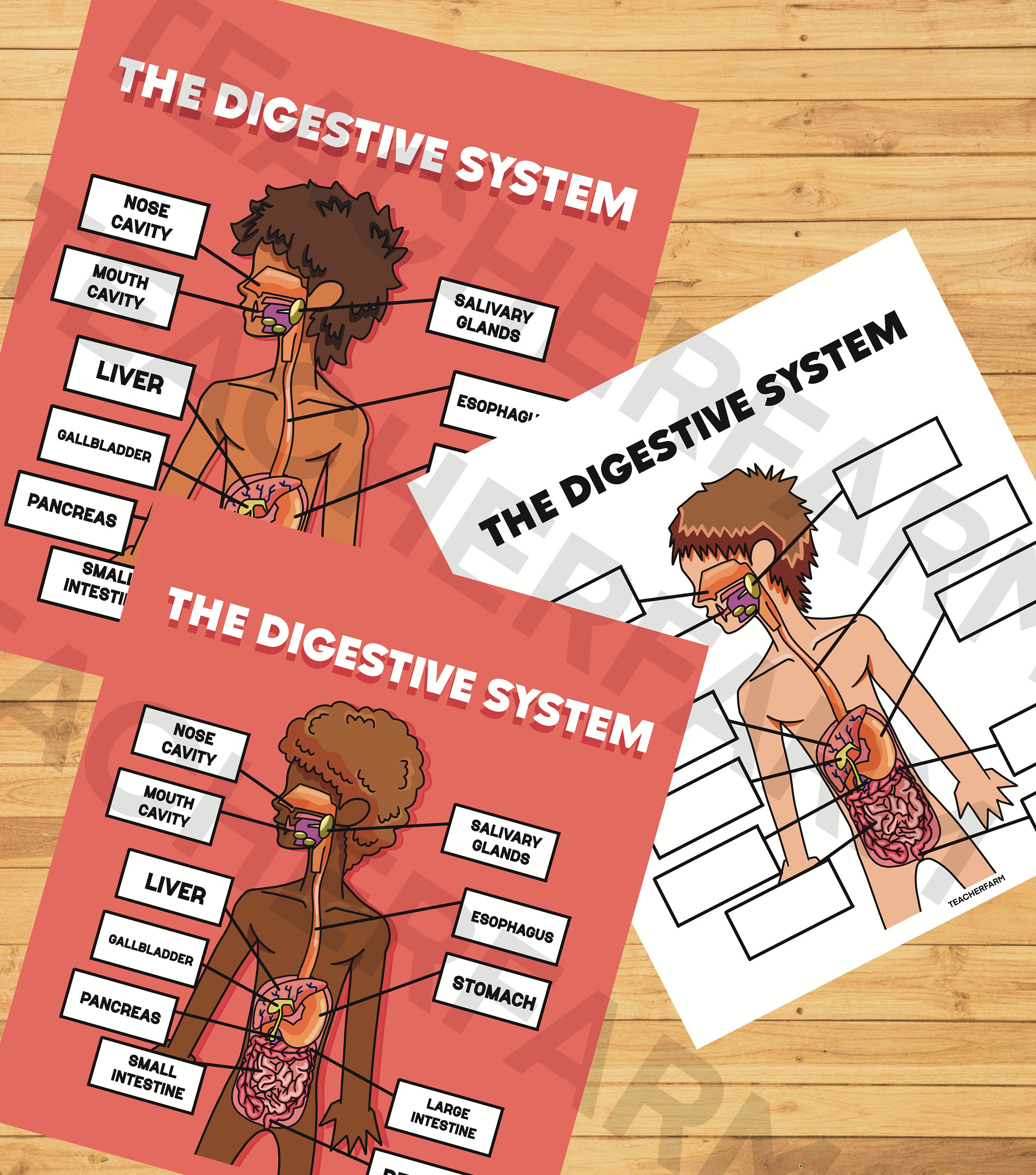 Digestive System Human Body Anatomy Bundle, Kids Science Biology Lesson ...