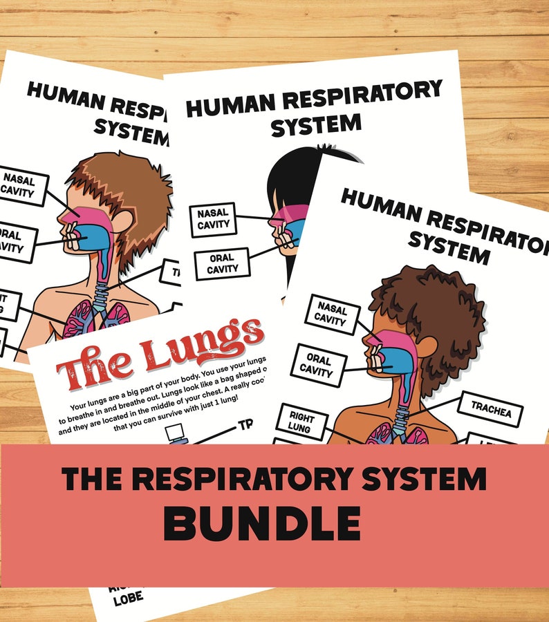Human Body Anatomy Respiratory System Bundle, Kids Science Lesson ...