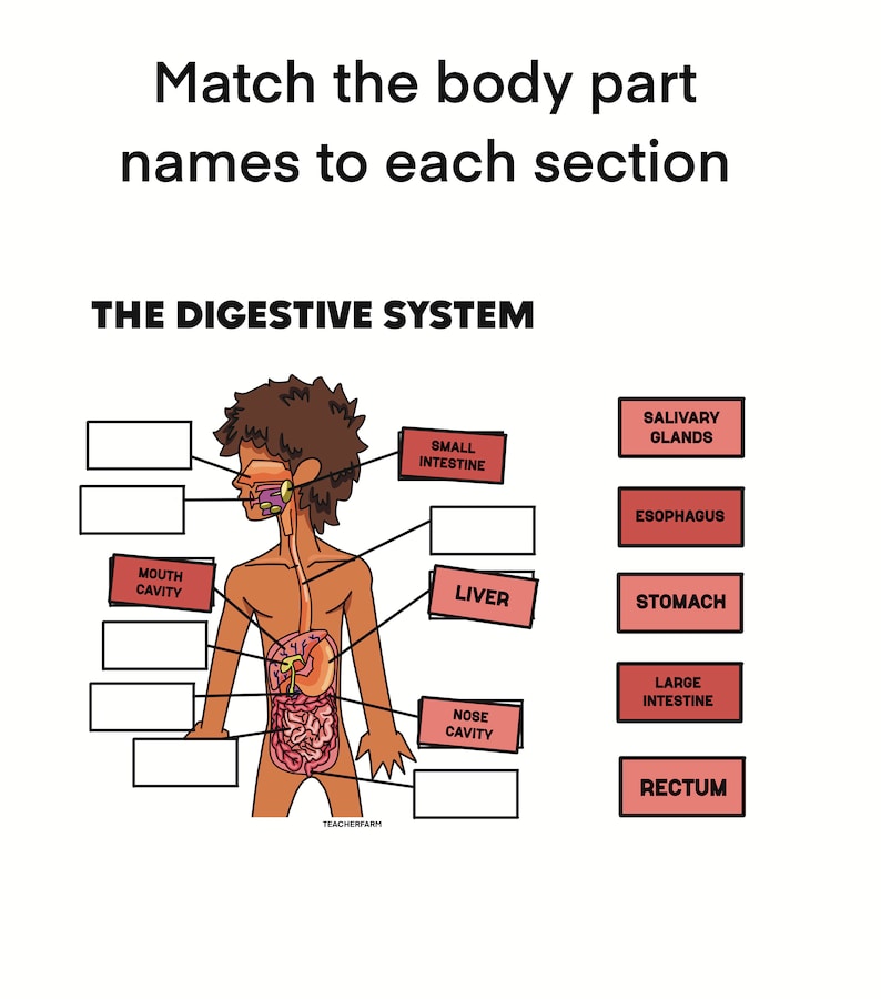 Digestive System Human Body Anatomy Bundle, Kids Science Biology Lesson ...