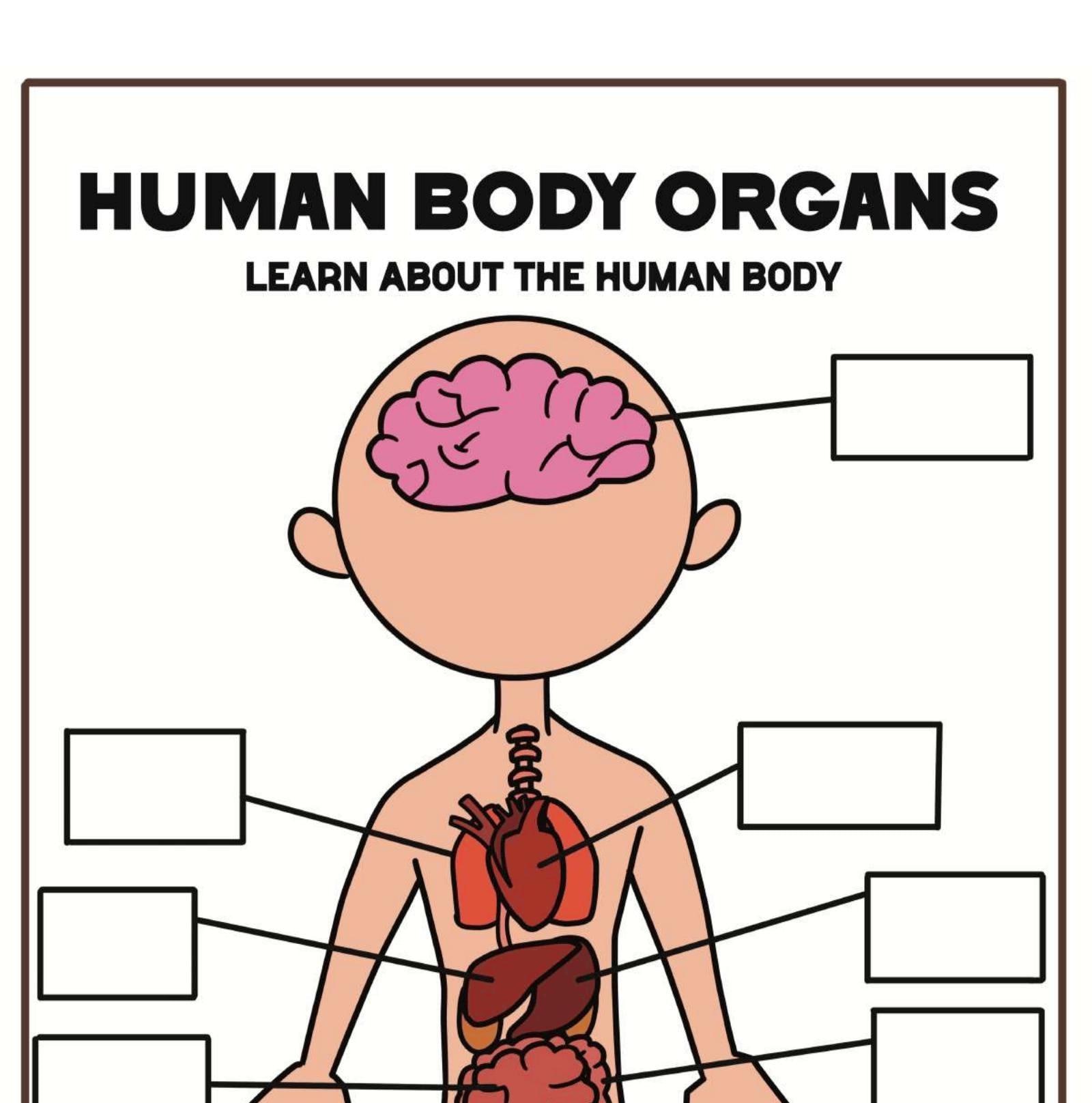 Human Body Anatomy Organs Printable, Kindergarten Homeschool Matching ...