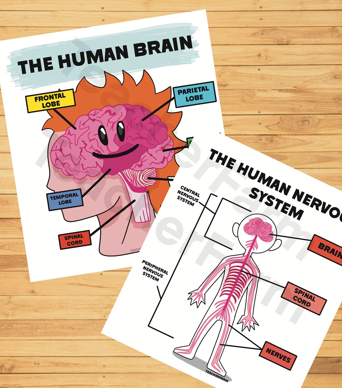 Human Anatomy Nervous System Worksheets, Teacher Kindergarten Fun ...