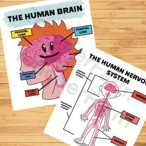 Human Anatomy Nervous System Worksheets, Teacher Kindergarten Fun ...